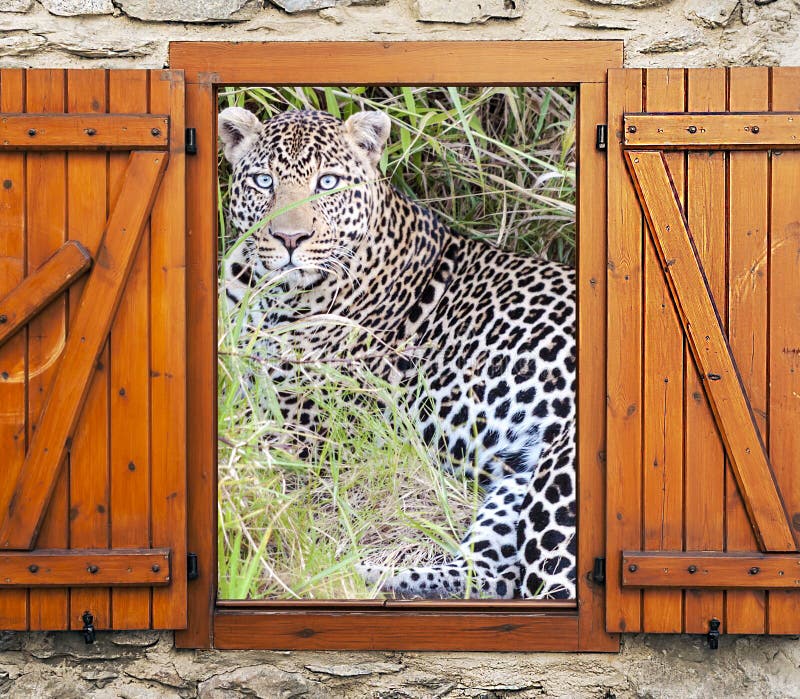 Cloudy Leopard, Big Eyes of Big Cat Stock Image - Image of expressive ...