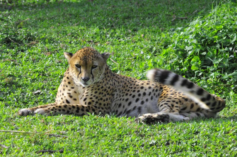 Leopard Kept for Educational Purpose in Uganda Stock Image - Image of ...