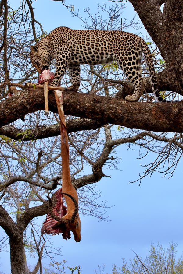 Leopard With Kill Picture. Image: 17689955