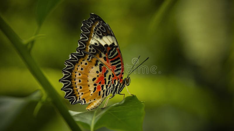 Leopard Lacewing Butterfly stock image. Image of colorful - 121878907