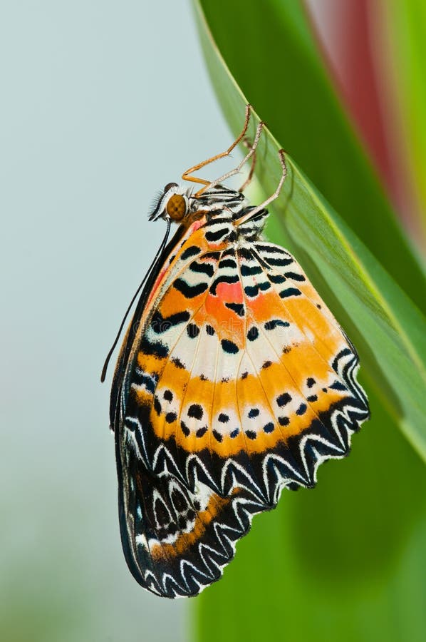 Leopard lacewing butterfly stock image. Image of nature - 34856467