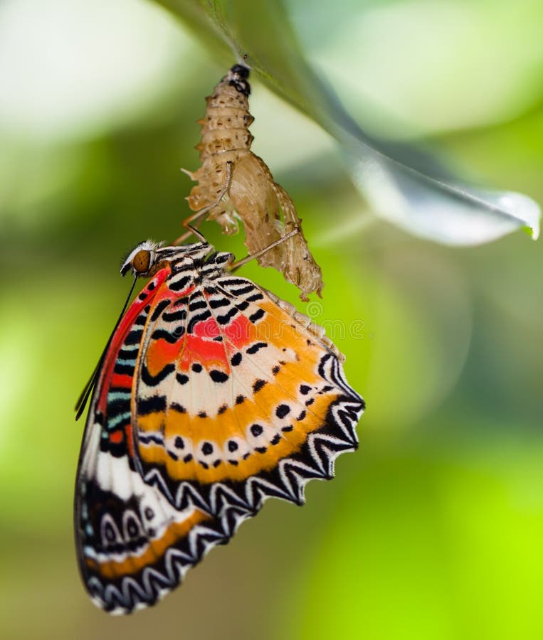 Pupa of Leopard Lacewing Butterfly Stock Photo - Image of chrysalis ...