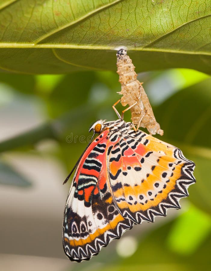 175 Leopard Lacewing Pupa Stock Photos - Free & Royalty-Free Stock ...