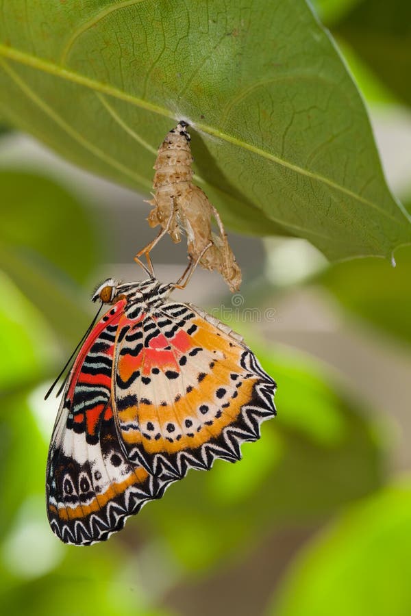 175 Leopard Lacewing Pupa Stock Photos - Free & Royalty-Free Stock ...