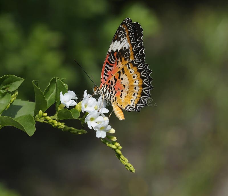 Leopard Lacewing (Cethosia Cyane) Stock Photo - Image of animal ...
