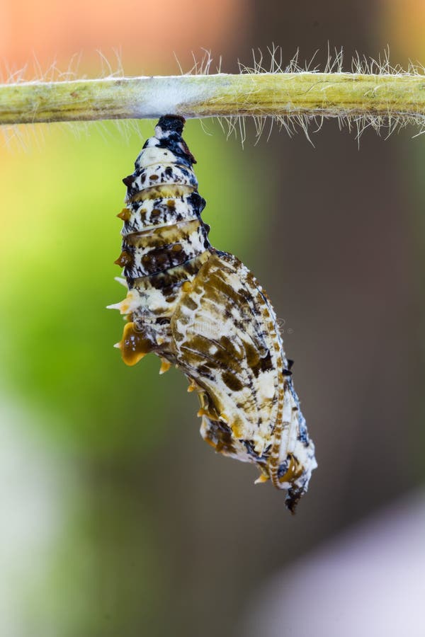 Leopard lacewing pupa stock photo. Image of metamorphosis - 33745704