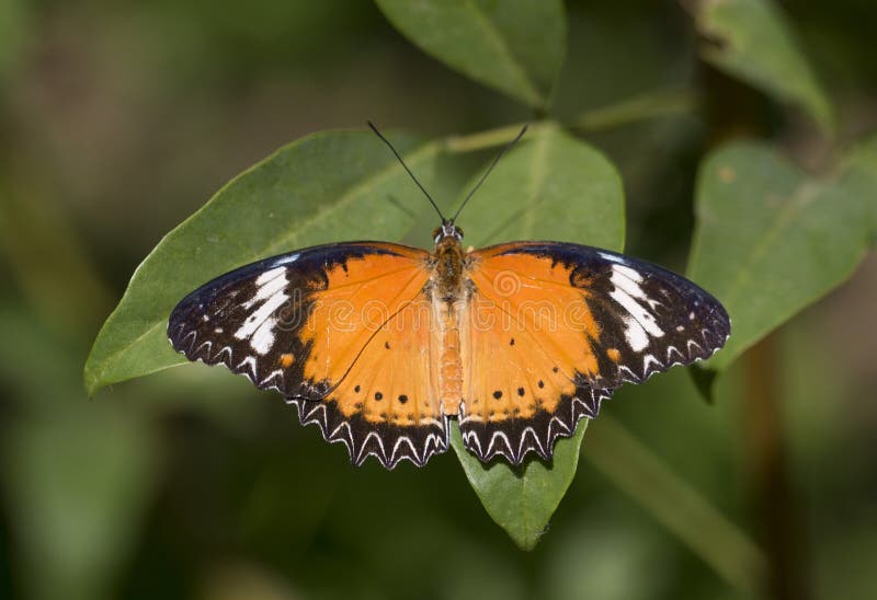 Leopard Lacewing Tropical Butterfly Stock Photo - Image of macro ...