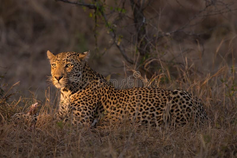 Leopard Lay Down in Darkness To Rest and Relax Stock Image - Image of ...