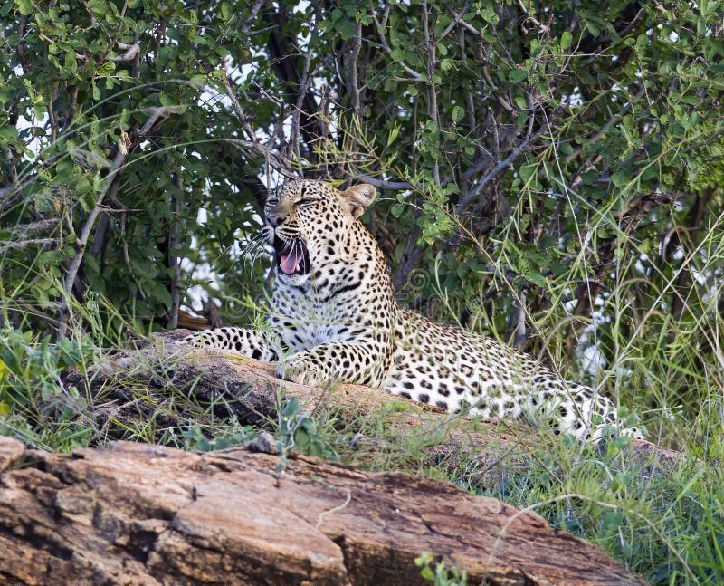Leopard in the Bush stock photo. Image of destinations - 233349380