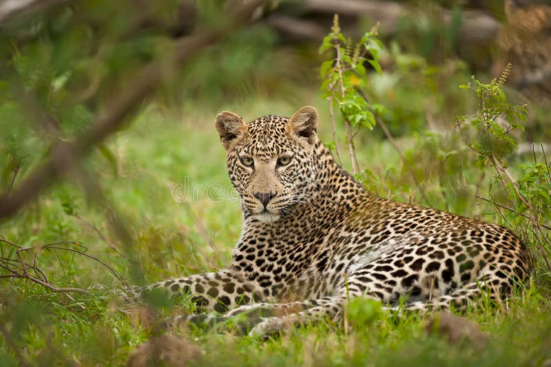 Leopard laying down stock photo. Image of animal, africa - 25664182