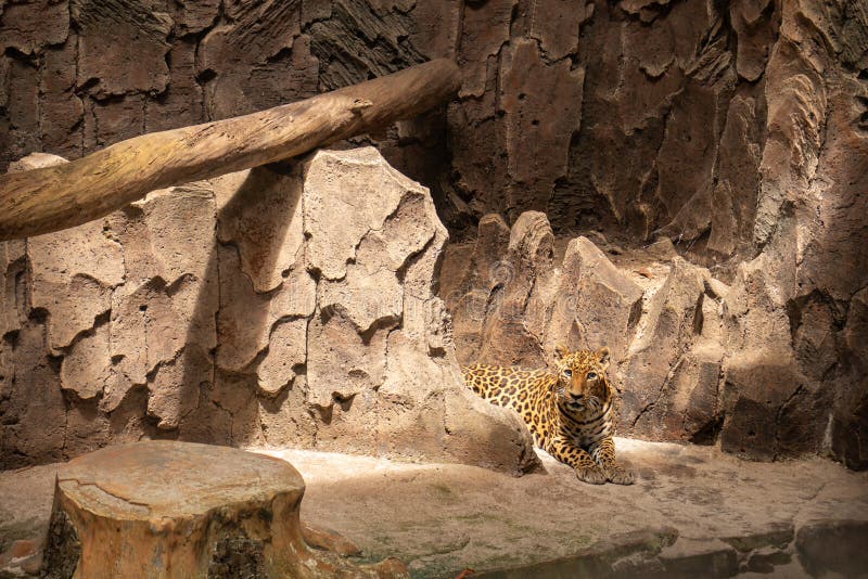 The Leopard is Laying Down in the Cage Stock Image - Image of rock ...