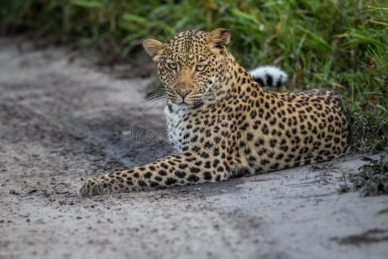 Leopard laying in sand. stock photo. Image of jungle - 90795866