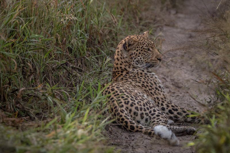 Leopard Laying in the Sand in the Kalahari. Stock Photo - Image of ...