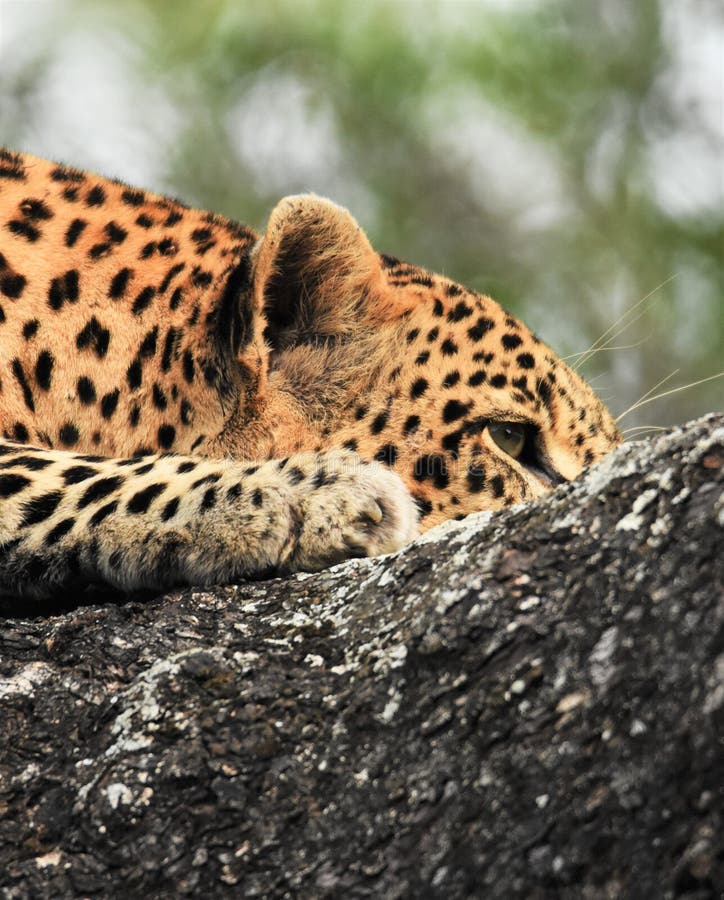 Leopard laying in the tree stock image. Image of park - 88010705