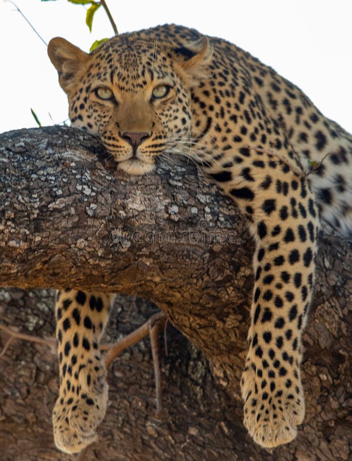 Leopard Lazily Resting on the Branch of a Tree Stock Image - Image of ...