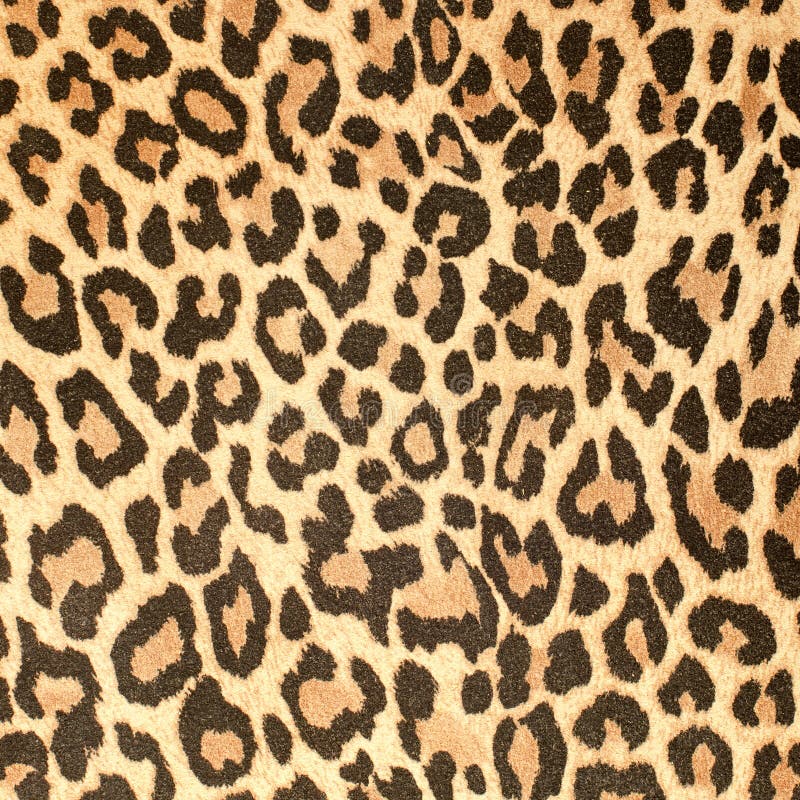 Skin s texture of leopard stock image. Image of pattern - 5225693