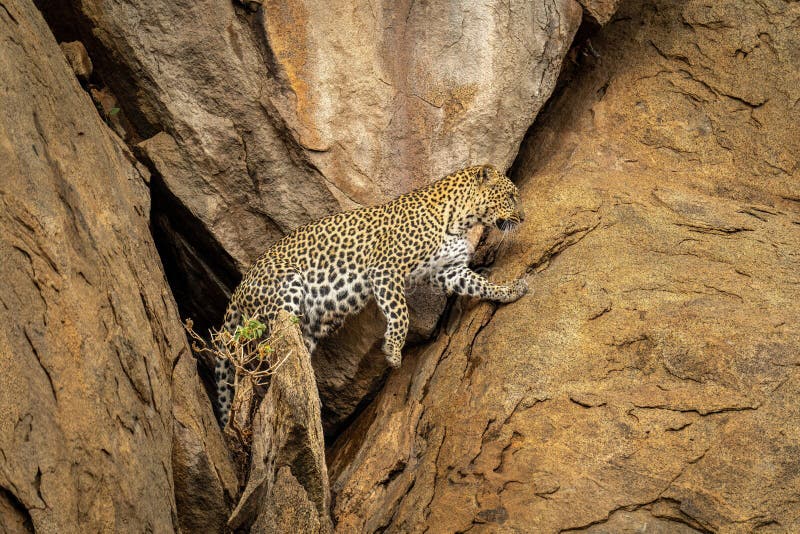 Leopard Leaves Cave and Climbs Rock Face Stock Photo - Image of mammal ...
