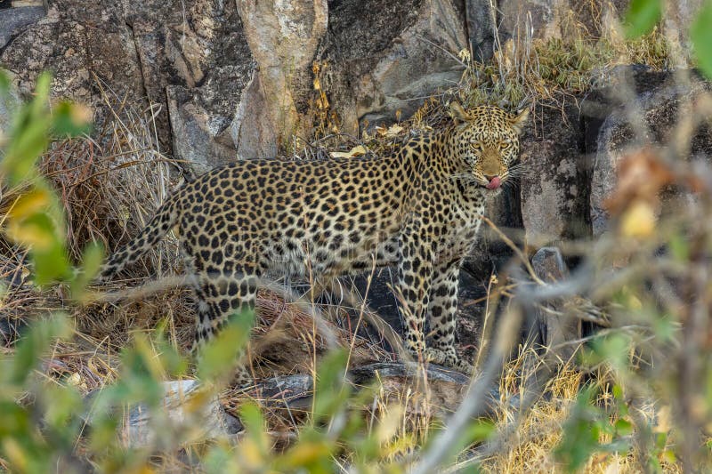 Leopard stock photo. Image of carnivore, closeup, hunter - 341545958