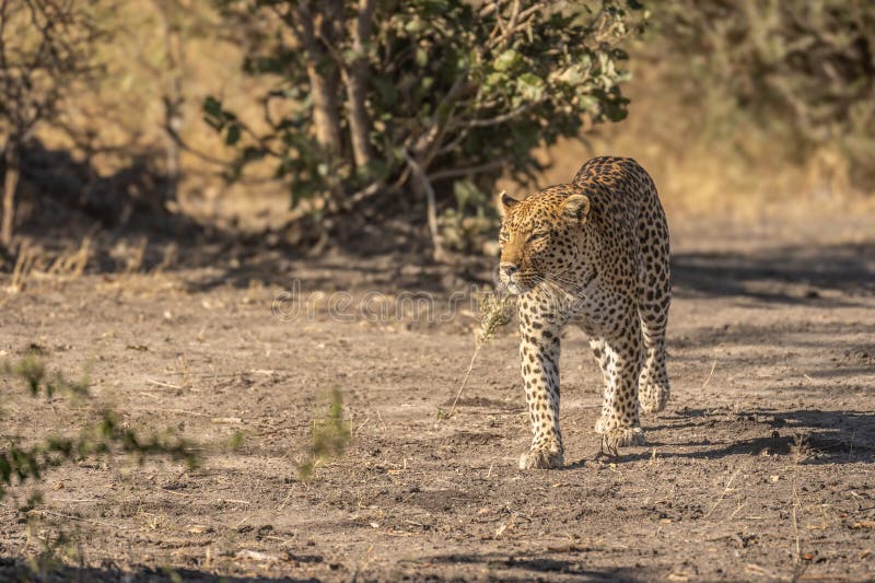 Leopard stock photo. Image of carnivore, landscape, leopard - 342910862
