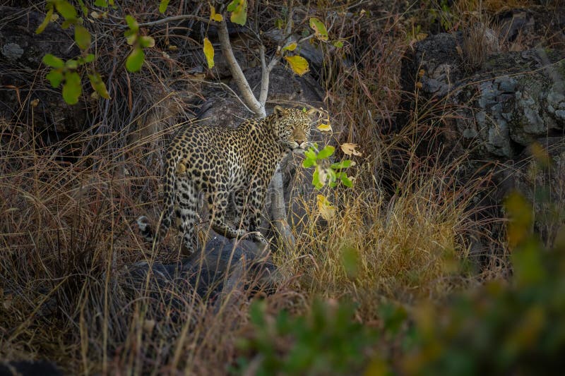 Leopard stock image. Image of outdoor, animal, leopard - 345642077
