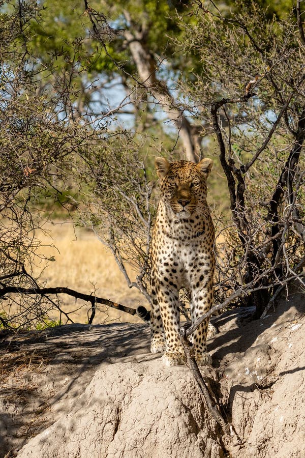 Leopard stock image. Image of girl, dark, carnivore - 366927733