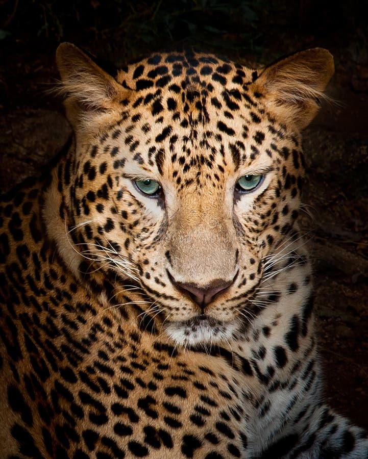 Leopard stock image. Image of beast, looking, park, stare - 101931009