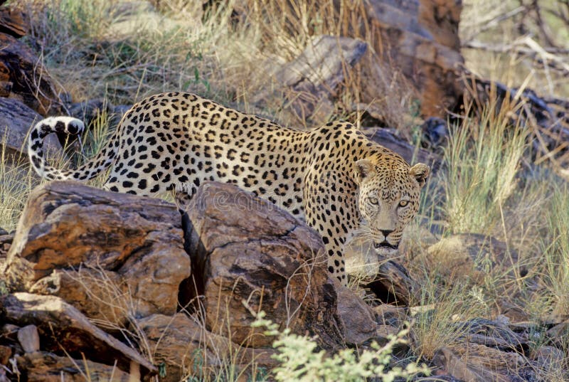 Leopard stock image. Image of wildlife, extant, safari - 342053945