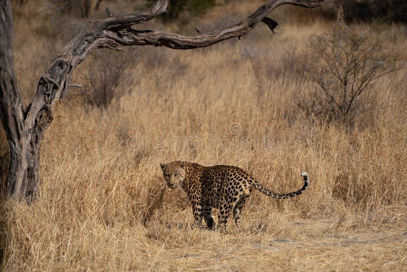 A leopard stock image. Image of african, grasslands - 267888931