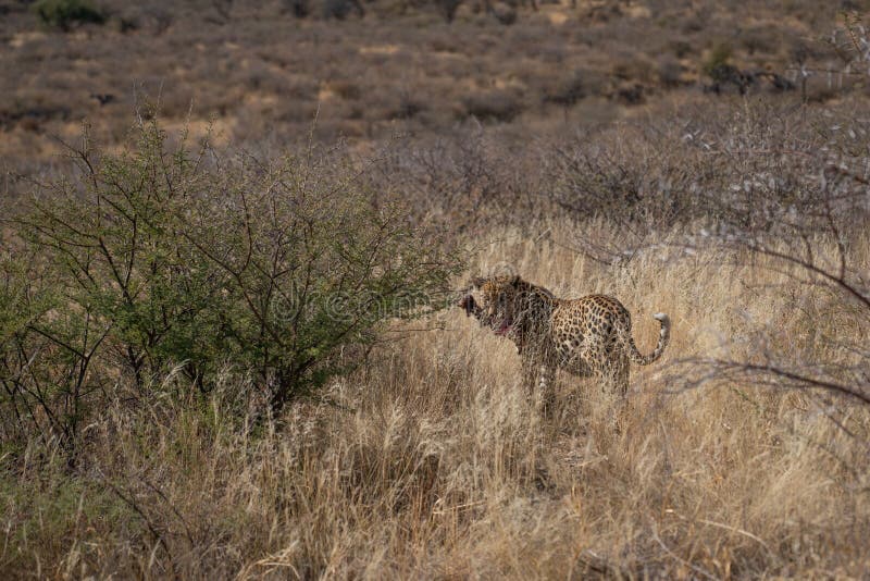 A leopard stock image. Image of outdoors, leopard, kotiya - 267888769