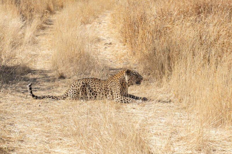 A leopard stock photo. Image of pardus, animal, observing - 280074704