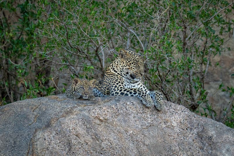 Leopard Lies Asleep on Rock with Cub Stock Image - Image of nature ...
