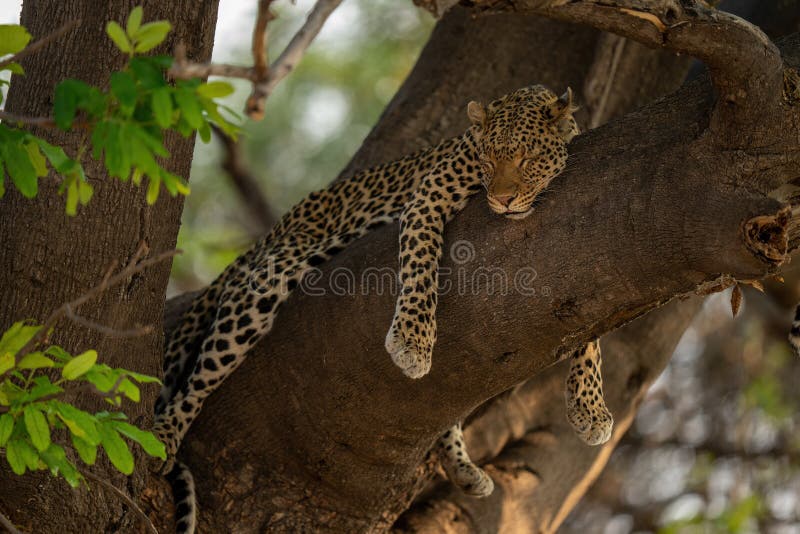 Leopard Lies Asleep Straddling Branch of Tree Stock Photo - Image of ...