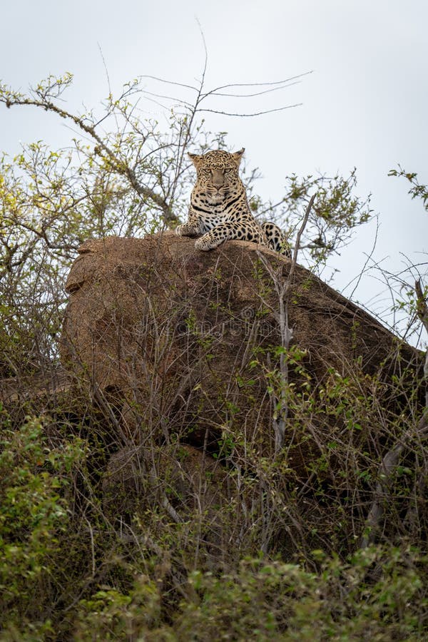 Leopard Lies on Boulder Staring Towards Camera Stock Image - Image of ...
