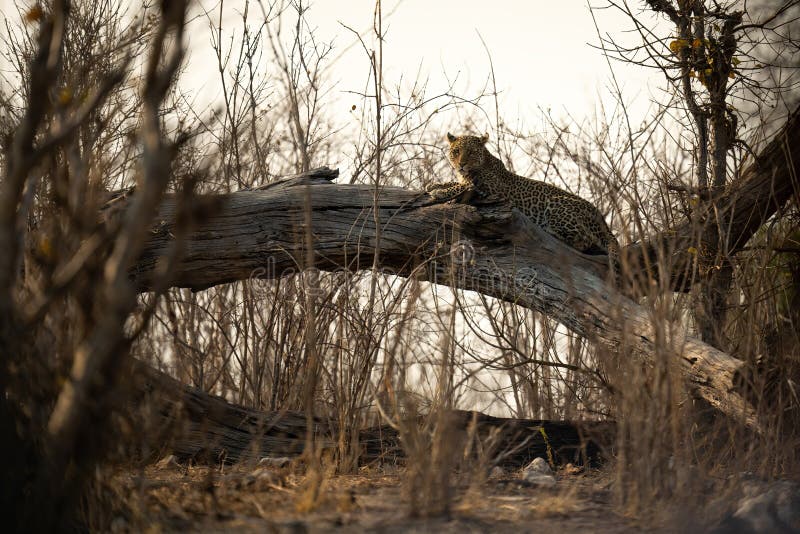 Leopard Lies on Dead Log in Bushes Stock Image - Image of park, africa ...