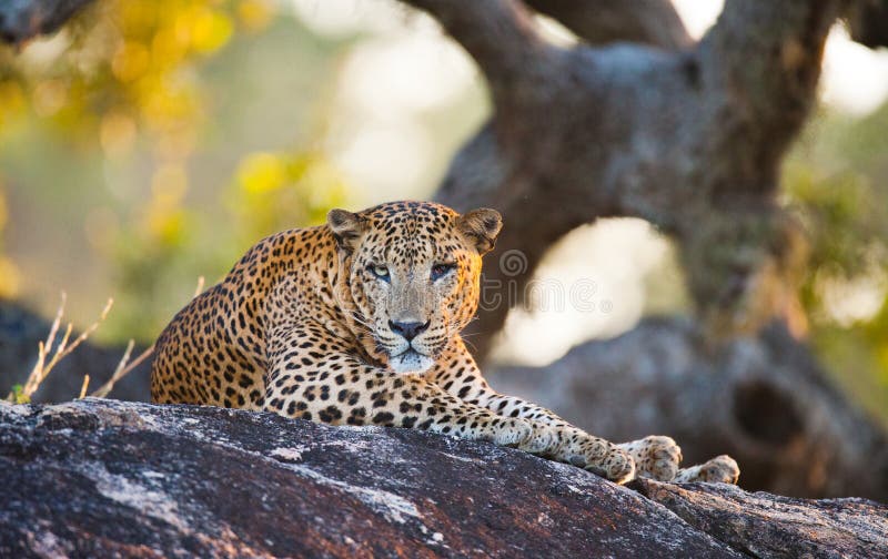 The Leopard Lies on a Large Stone Under a Tree. Sri Lanka Stock Photo ...