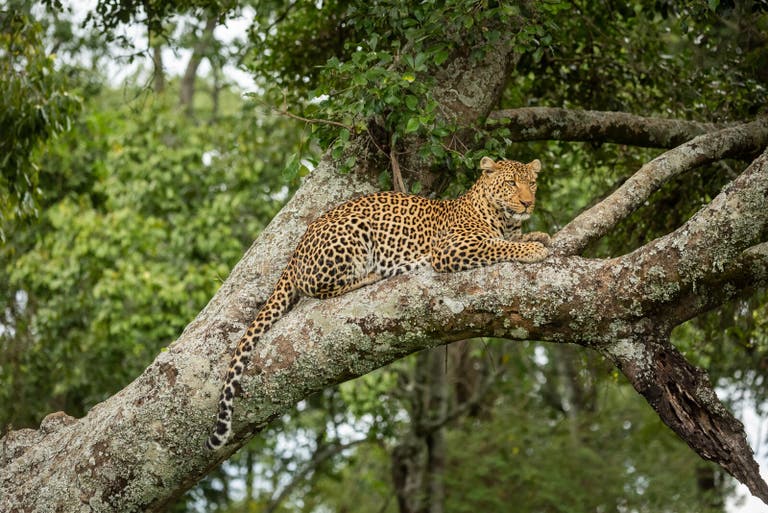 Covered Branch Dangling Tail Stock Photos - Free & Royalty-Free Stock ...