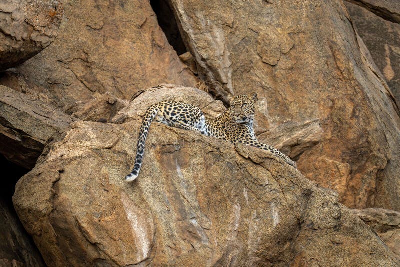 Leopard Lies Looking Back on Rocky Ledge Stock Image - Image of drive ...