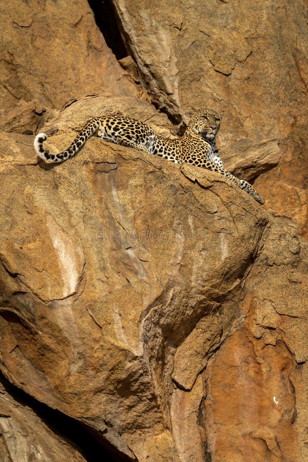 Leopard Lies on Rock Ledge Staring Below Stock Photo - Image of ...
