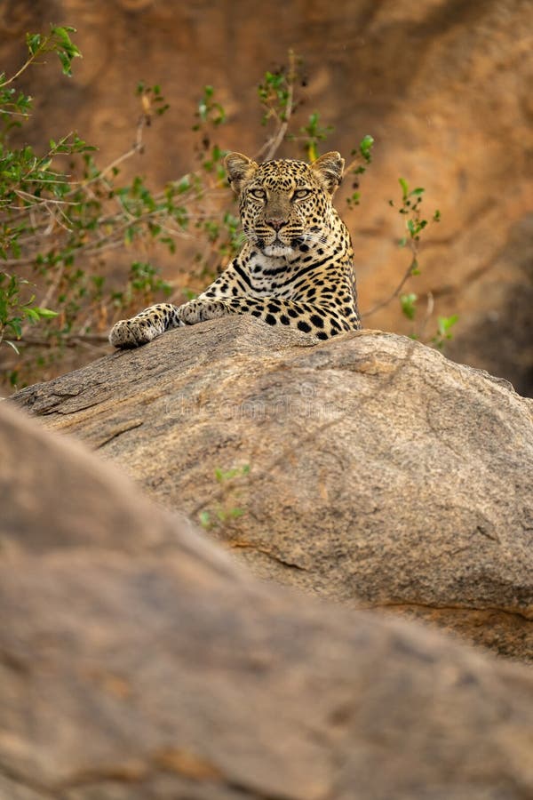 Leopard Lies on Rock Staring at Camera Stock Photo - Image of safari ...