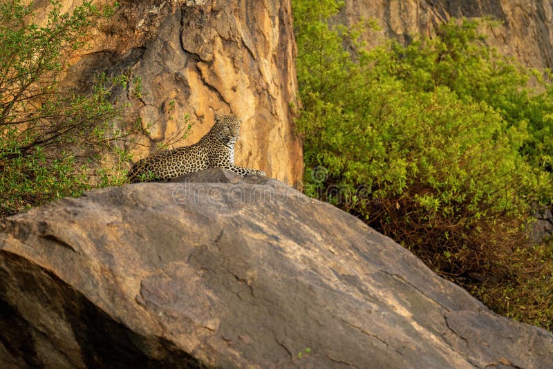Leopard Lies on Rock between Thick Bushes Stock Photo - Image of female ...