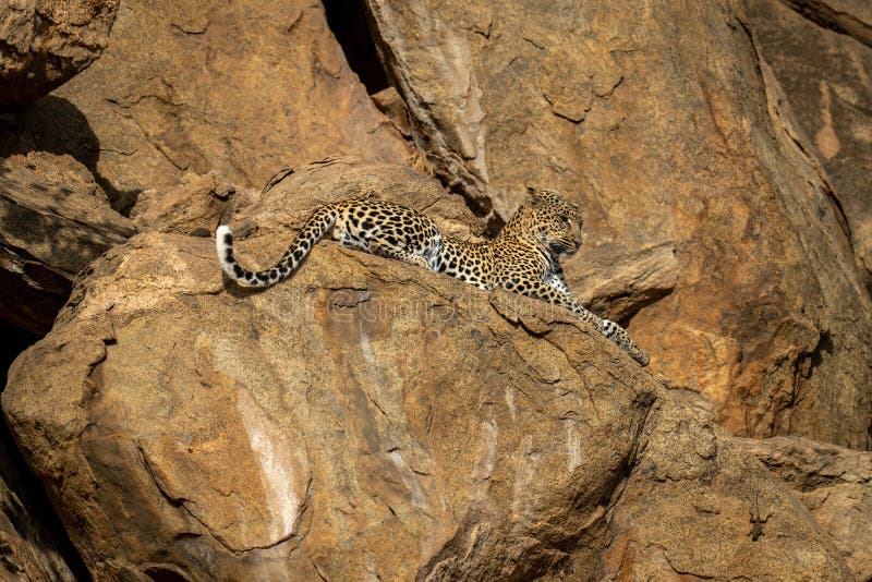 Leopard Lies on Rocky Ledge Looking Down Stock Photo - Image of ...