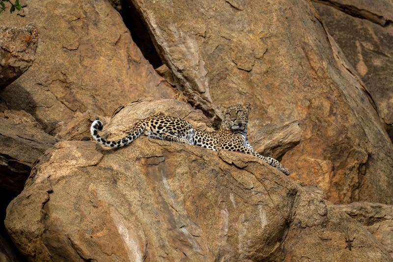 Leopard Lies on Rocky Ledge Looking Round Stock Image - Image of nature ...