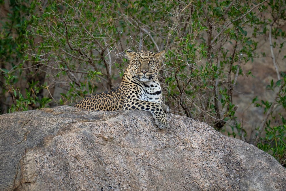 Leopard Lies on Shady Rock Facing Camera Stock Image - Image of kenya ...