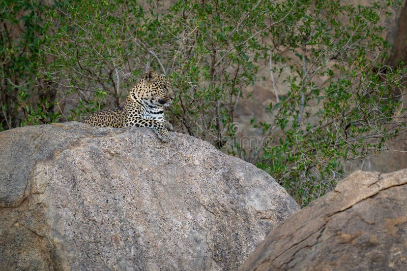 Leopard Lies on Shady Rock among Trees Stock Image - Image of plains ...