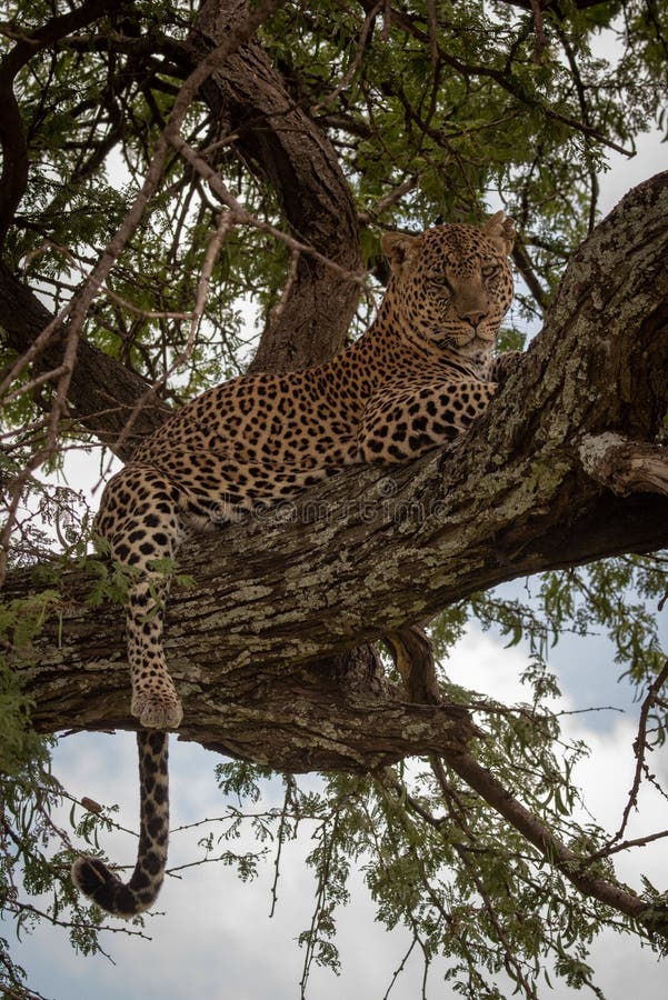Leopard Lies in Tree with Leg Dangling Stock Photo - Image of exterior ...