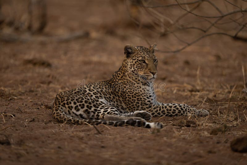 Leopard Lies Turning Head beside Branches Stock Image - Image of lodge ...