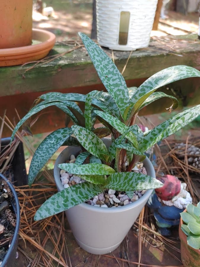 Lily Love II stock image. Image of pretty, growing, closeup - 83236539