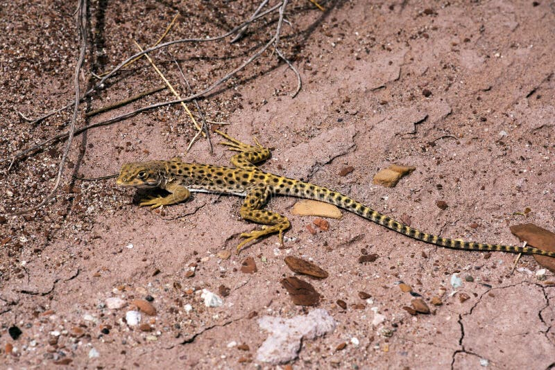 Leopard Lizard stock image. Image of desert, leopard - 121677669