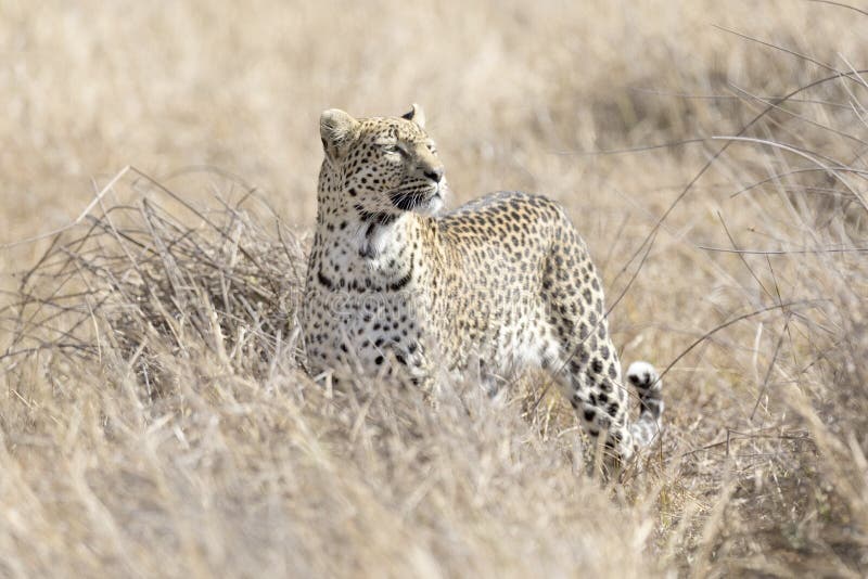 Leopard in long grass stock photo. Image of savuti, grass - 200144262