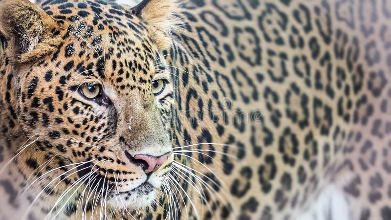 A Leopard looking away stock image. Image of bill, tree - 273463073